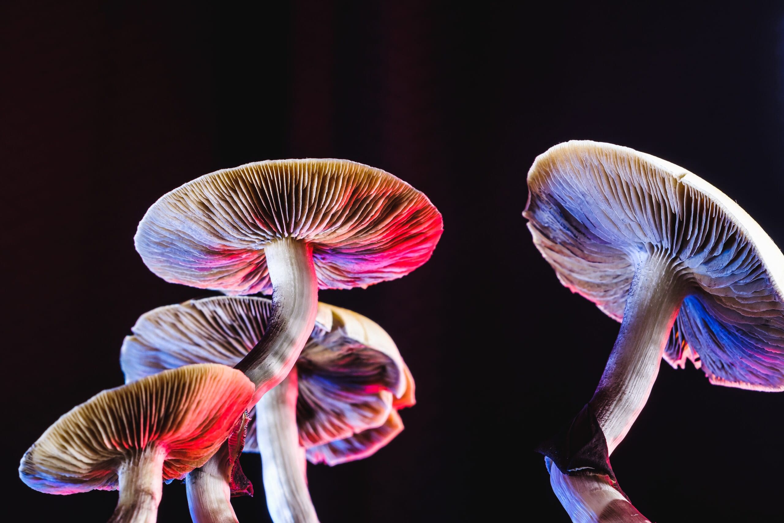 Why Subjective Experience Matters in Psychedelic Healing